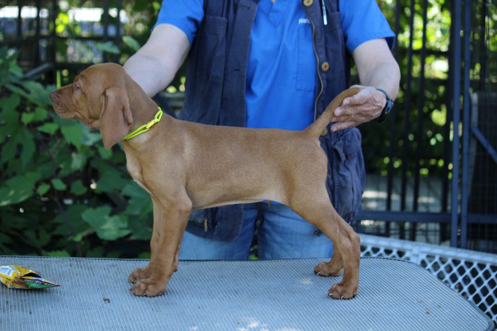 Puppies available – Paradox Vizslas